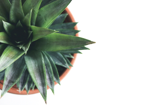DIY: zo kweek je je eigen ananasplant | HomeDeco.nl